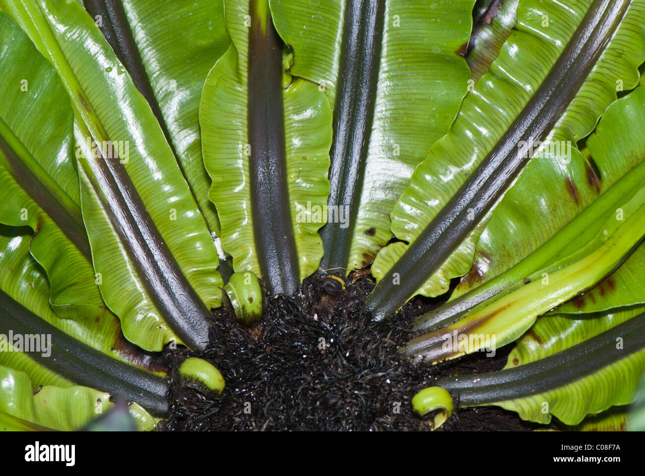 Asplenium close up Aspleniaceae Stock Photo - Alamy