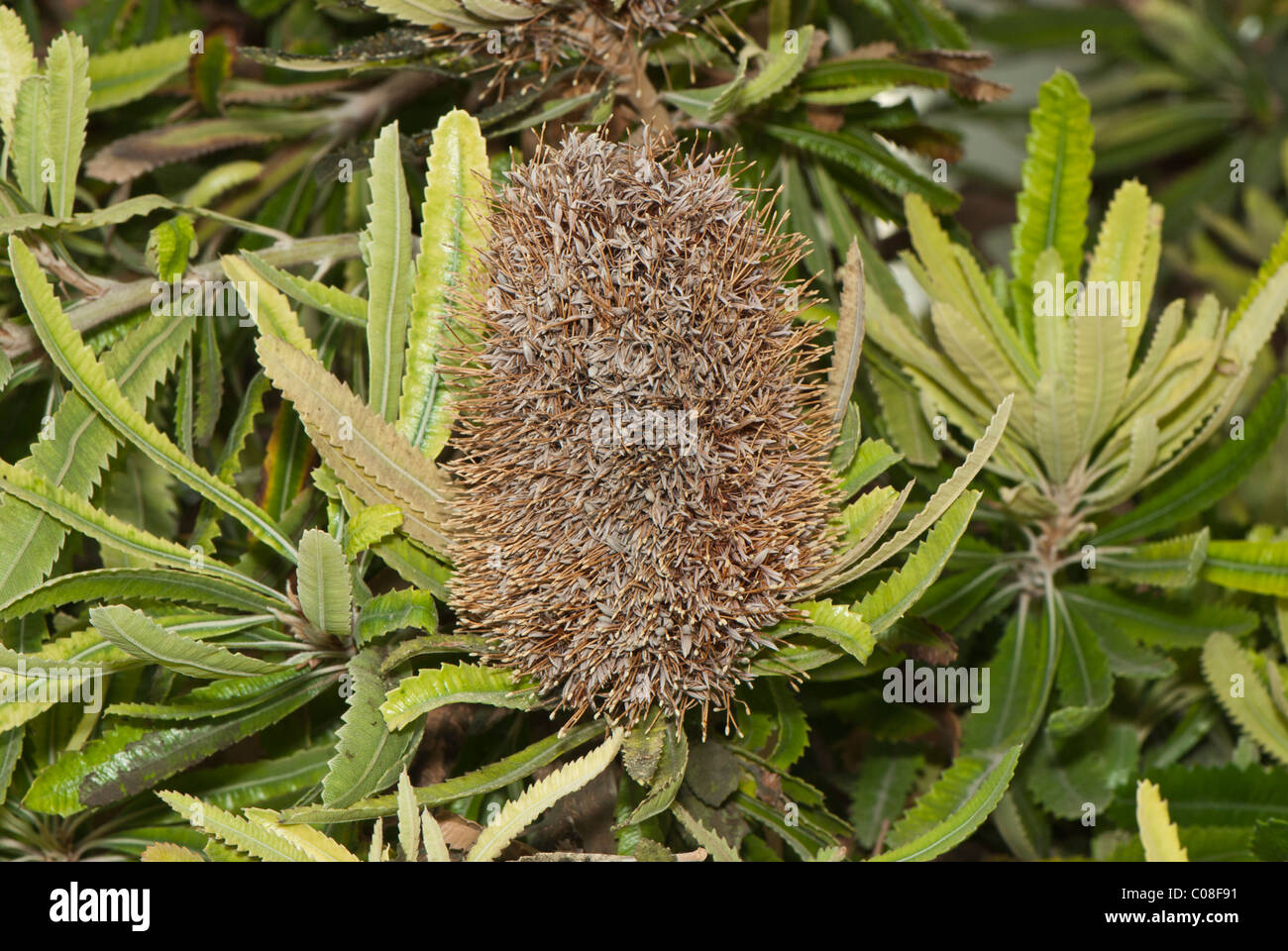 Banksia attenuata Australian Honeysuckle Stock Photo - Alamy