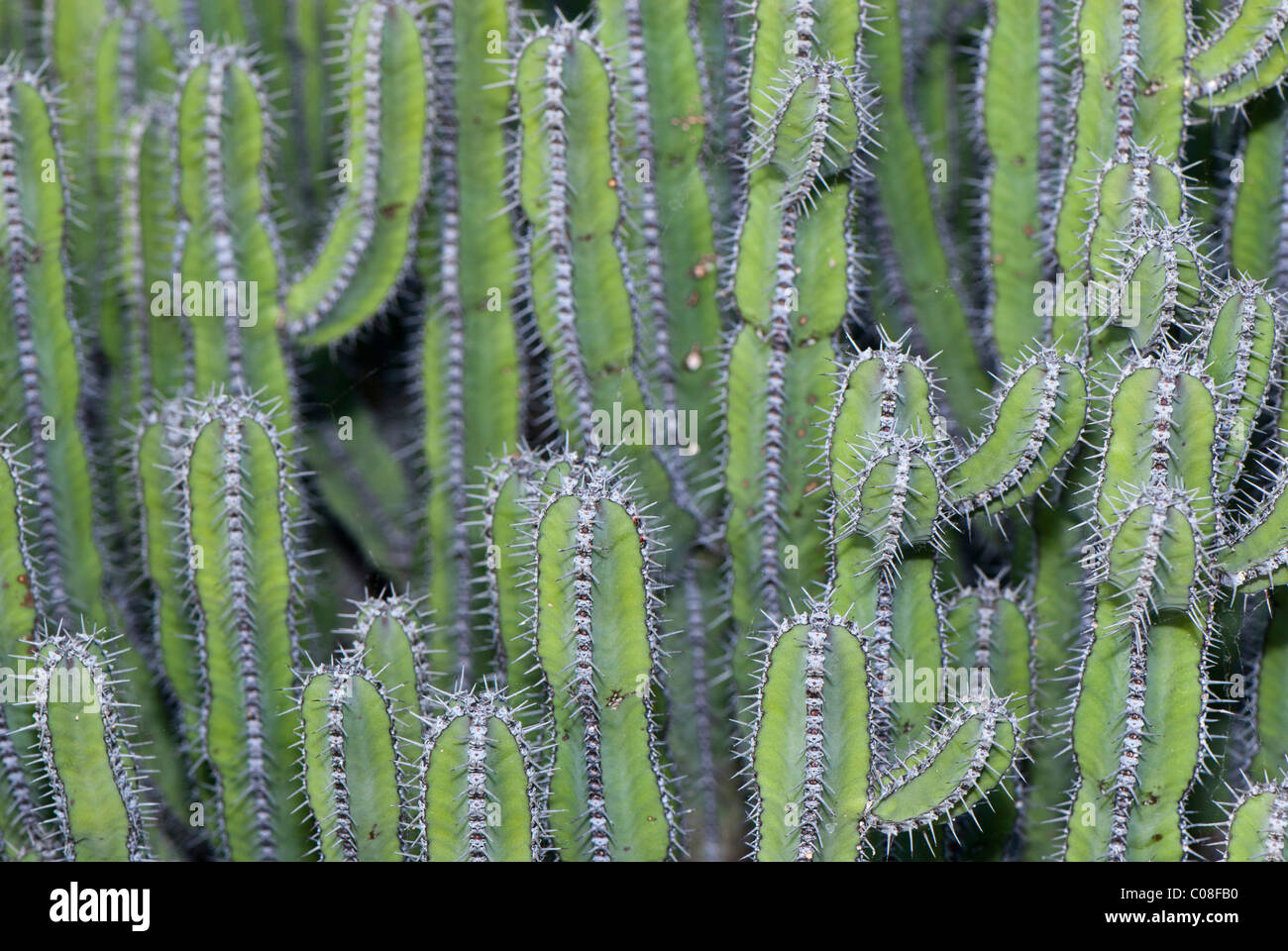 Cactus cactaceae hi-res stock photography and images - Alamy
