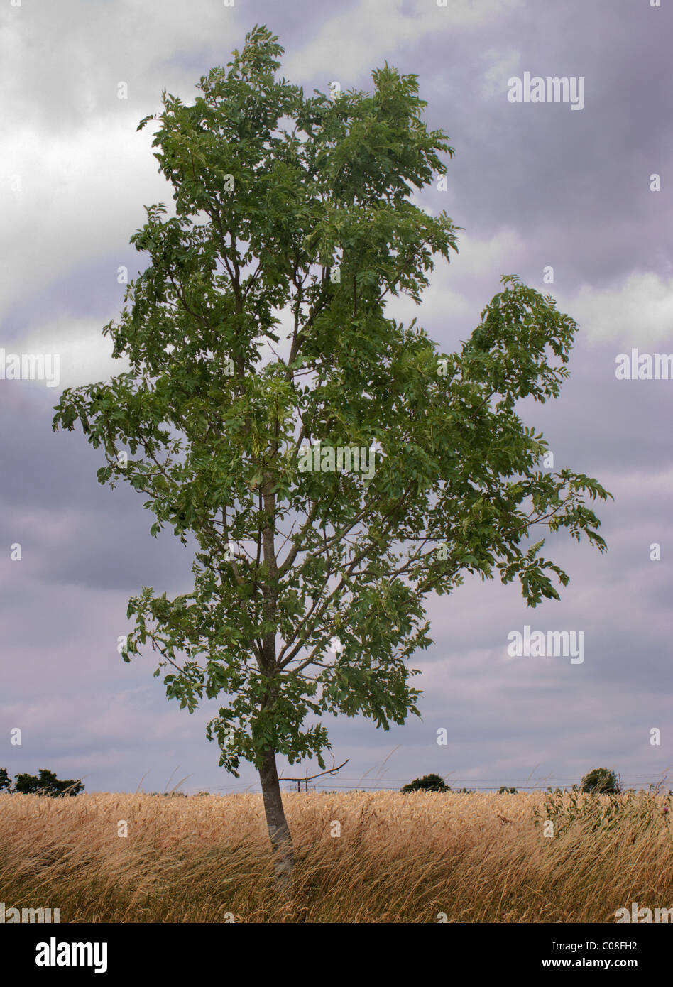 single green tree Stock Photo - Alamy