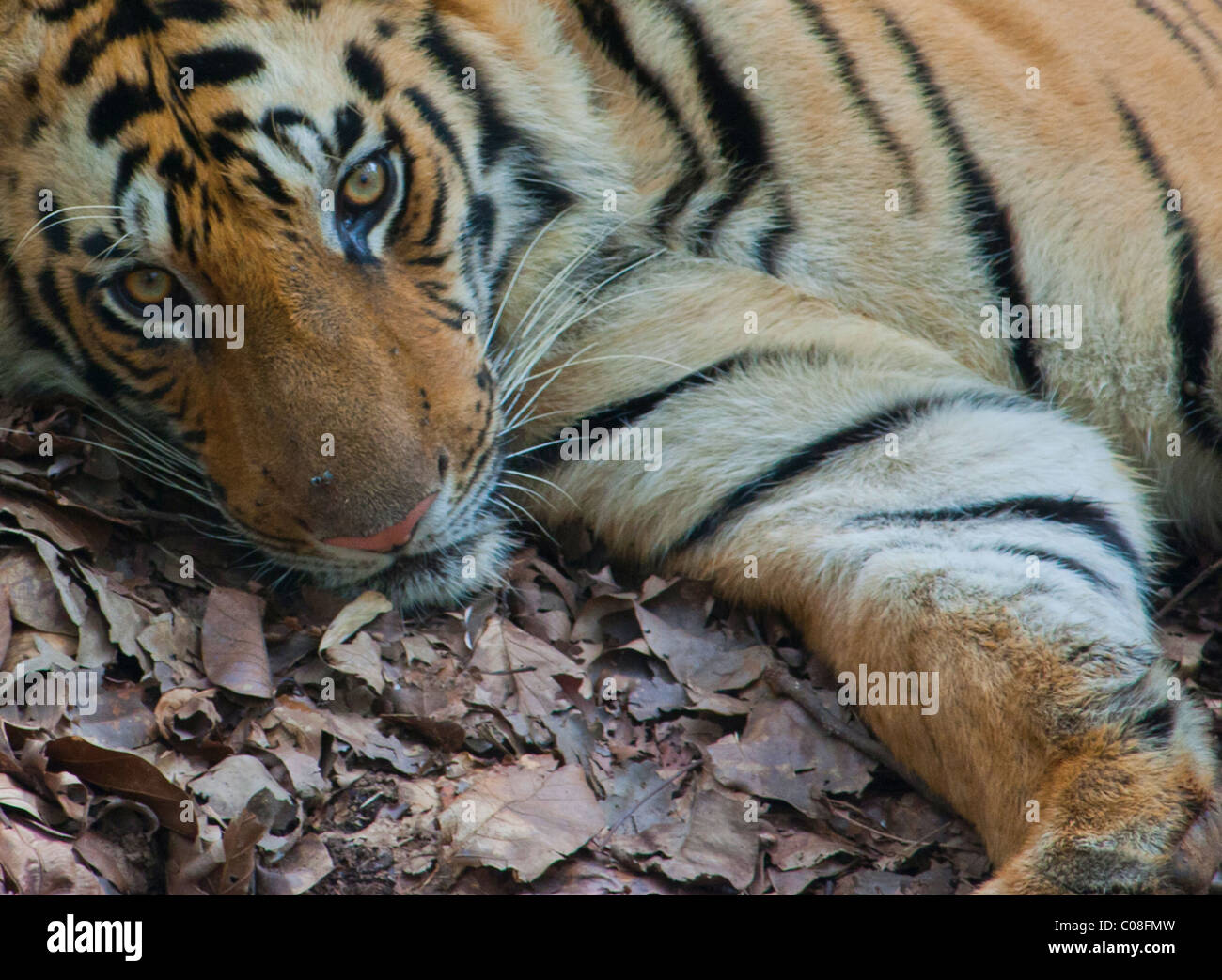 Wild Bengal Tiger Stock Photo - Alamy