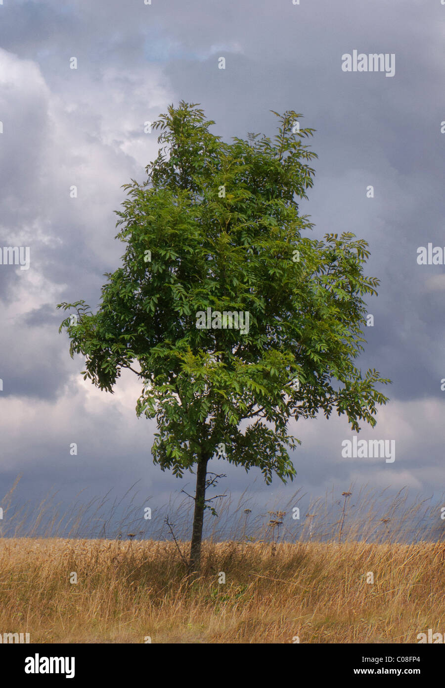 single green tree Stock Photo - Alamy