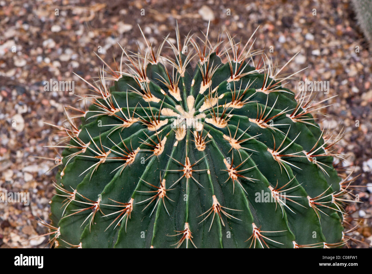 Cactaceae ferocactus hi-res stock photography and images - Alamy