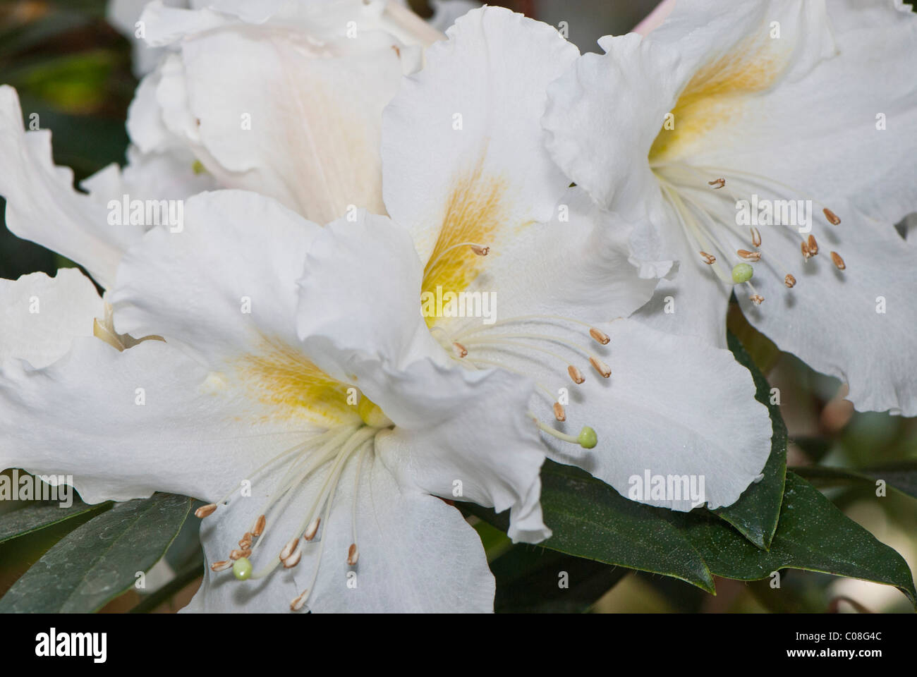Rhododendron scopularum white flowers Ericaceae Stock Photo - Alamy