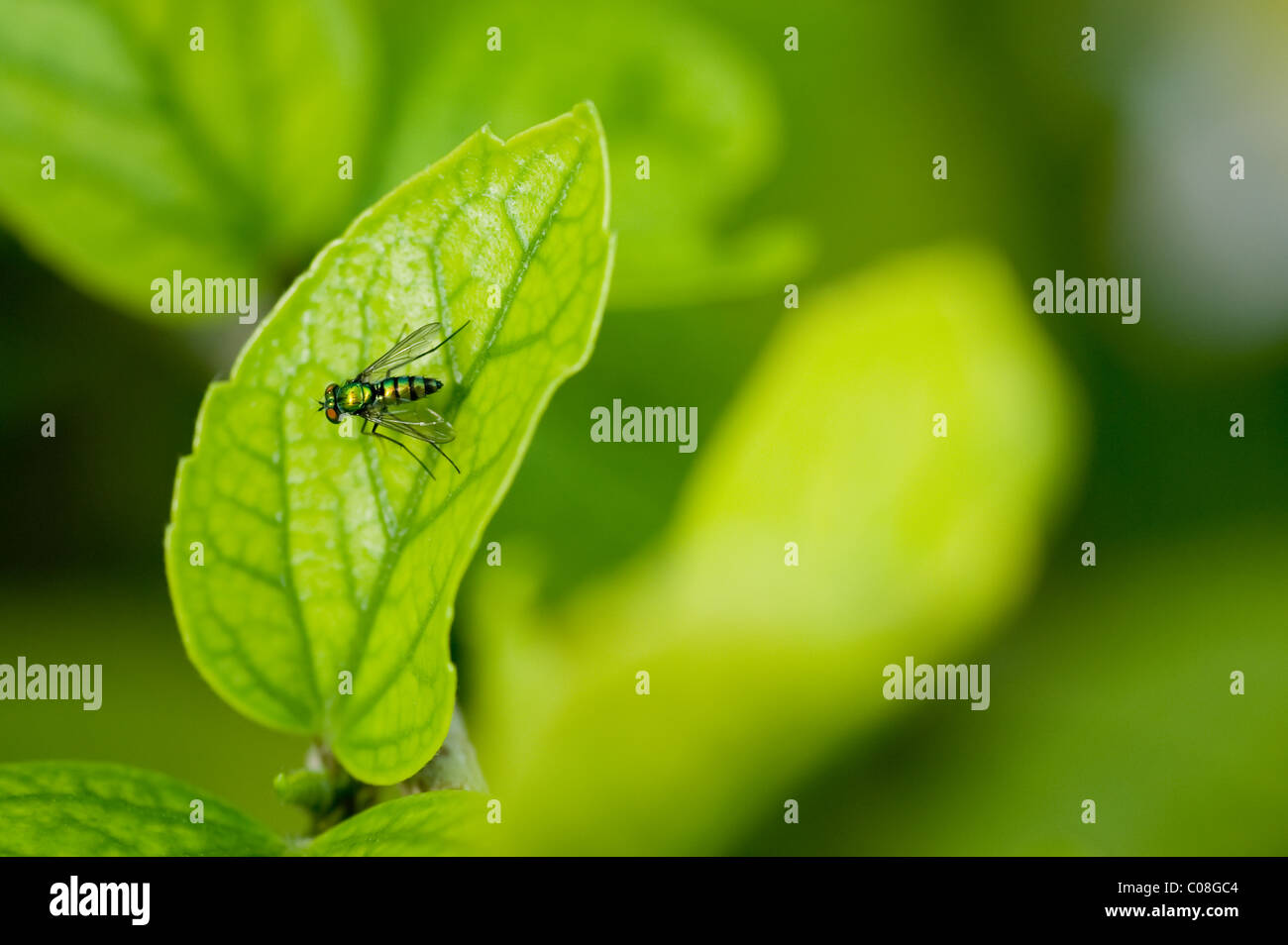 Bug on a small green leaf hi-res stock photography and images - Alamy