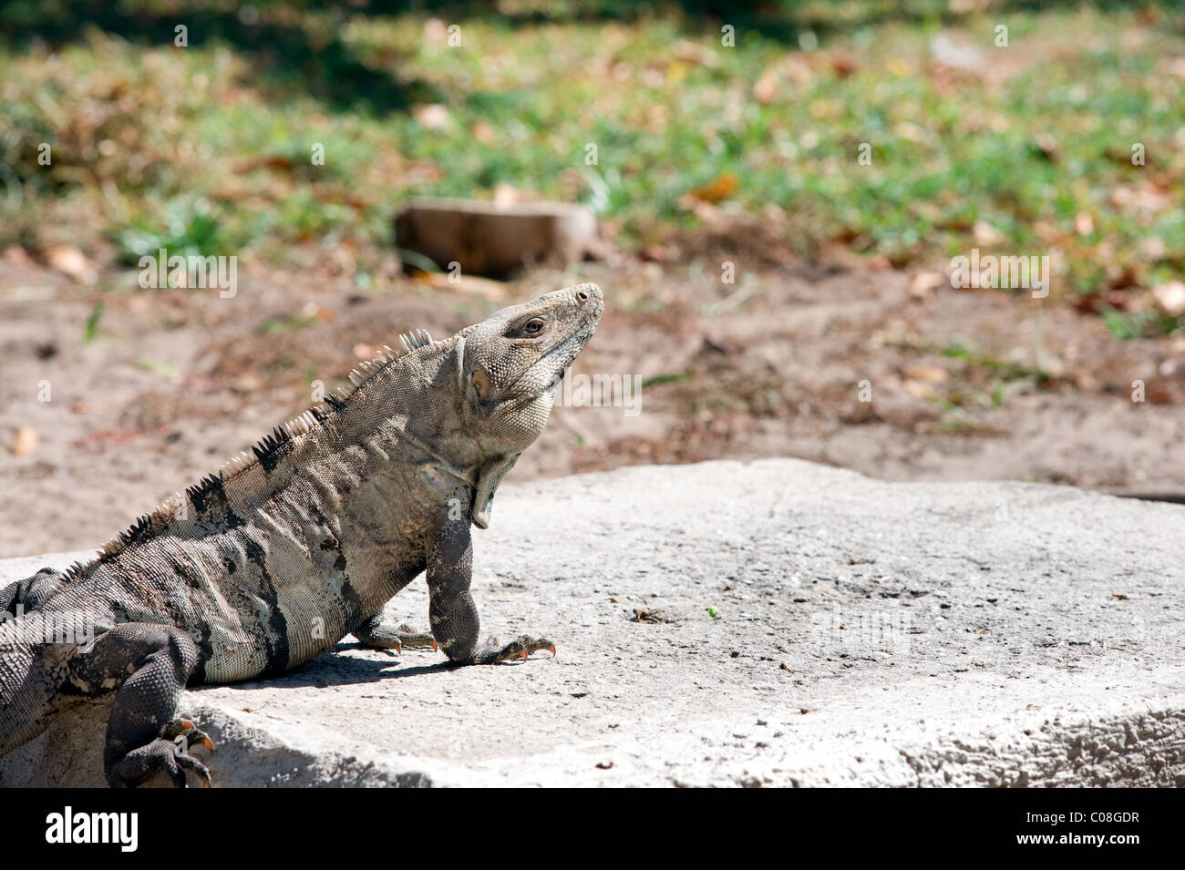 iguana laying out in the sun Stock Photo - Alamy