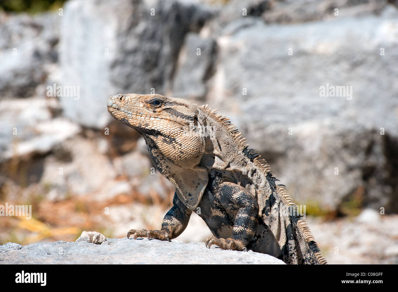 iguana laying out in the sun Stock Photo - Alamy