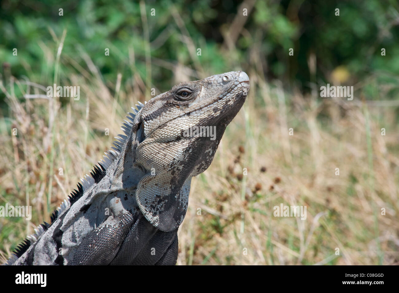 Green iguana iguana iguana sunbathing hi-res stock photography and ...