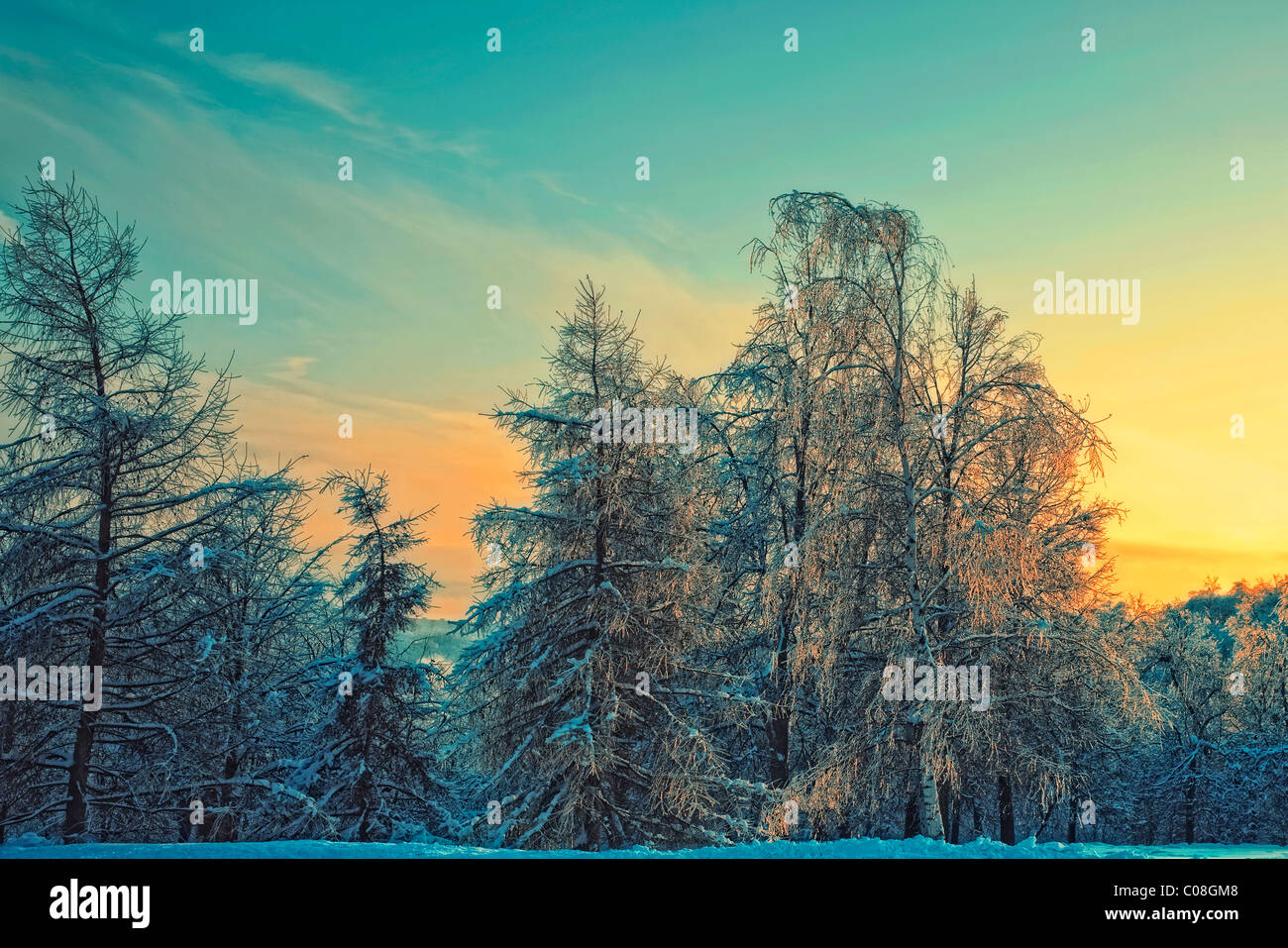 winter evening landscape with trees bombarded beautiful fluffy snow ...