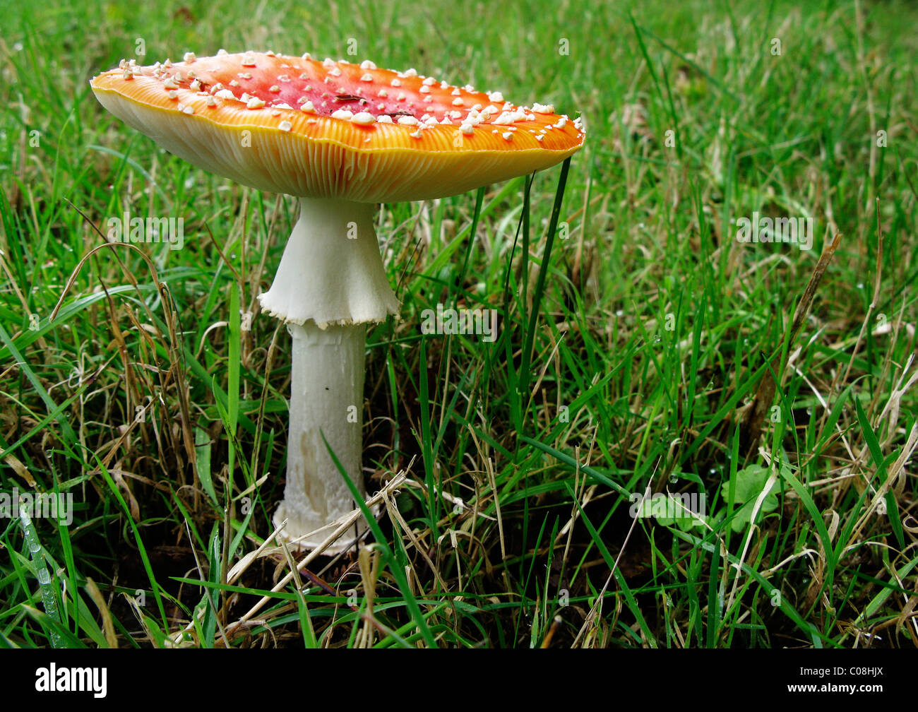 wild mushrooms growing in the grass Stock Photo - Alamy