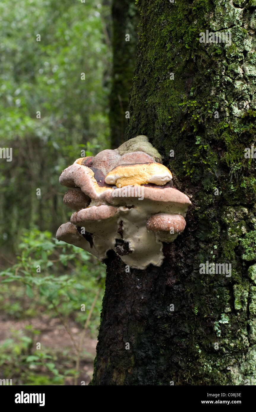 Big mushroom (like 30 cm in diameter) growing on a pine tree in Mexico ...