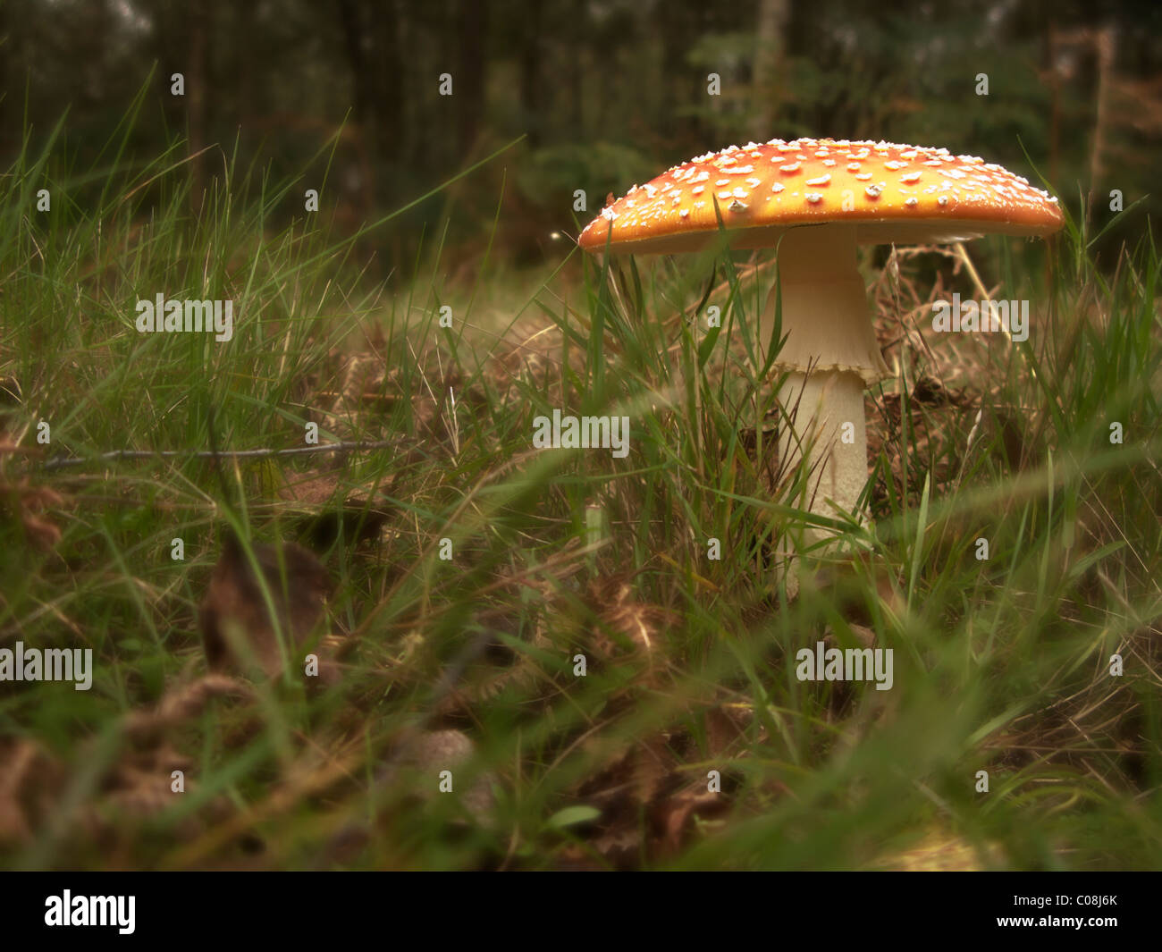 wild mushrooms growing in the grass Stock Photo - Alamy