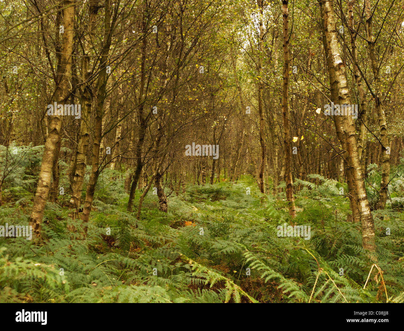 woodlands near rendlesham suffolk england Stock Photo - Alamy