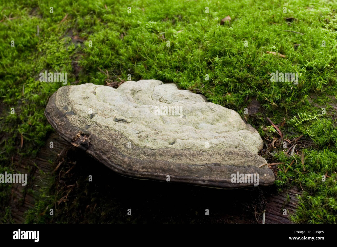 Fungus growing over a dead tree Stock Photo - Alamy