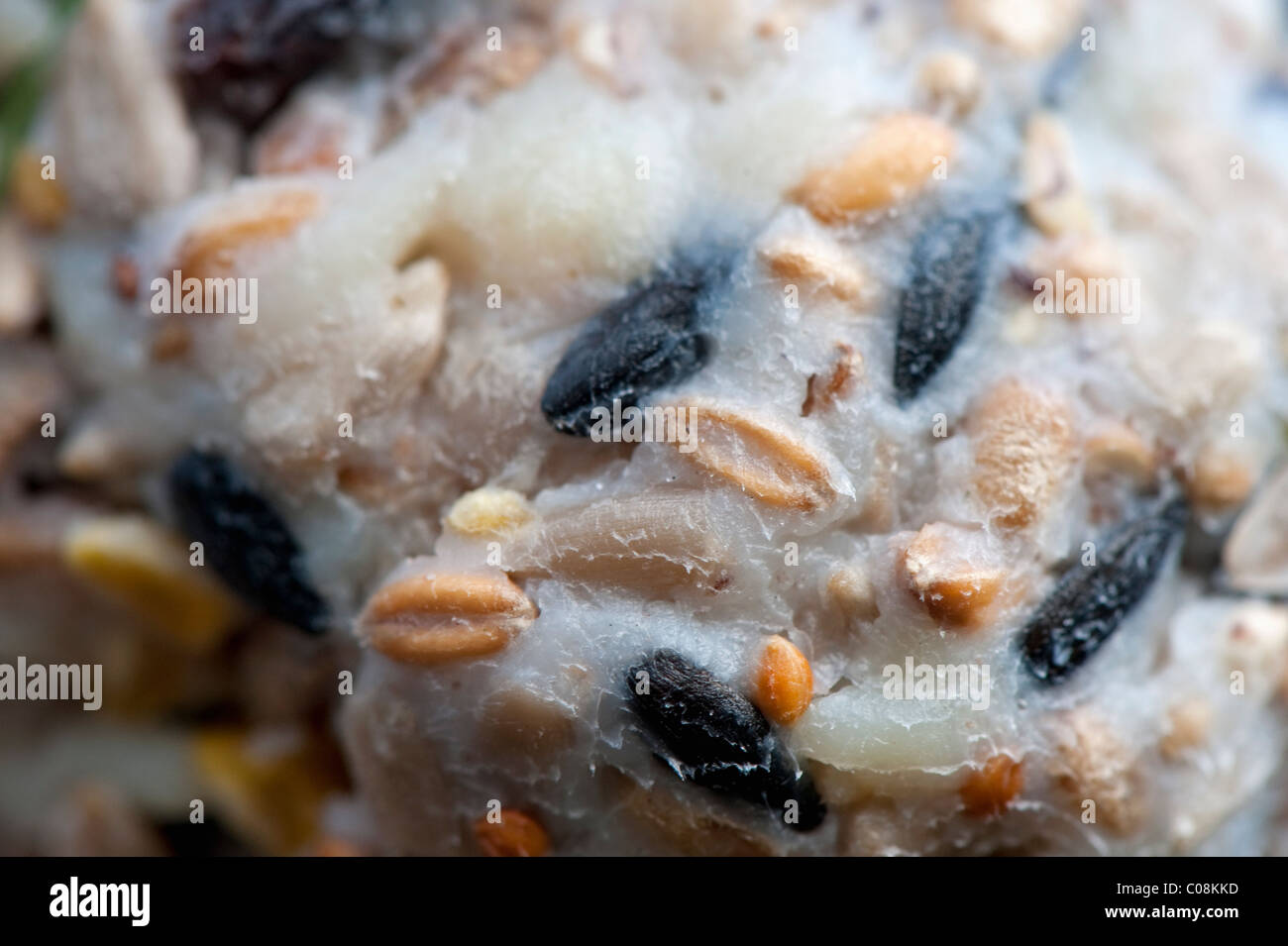 Fat bird hi-res stock photography and images - Alamy