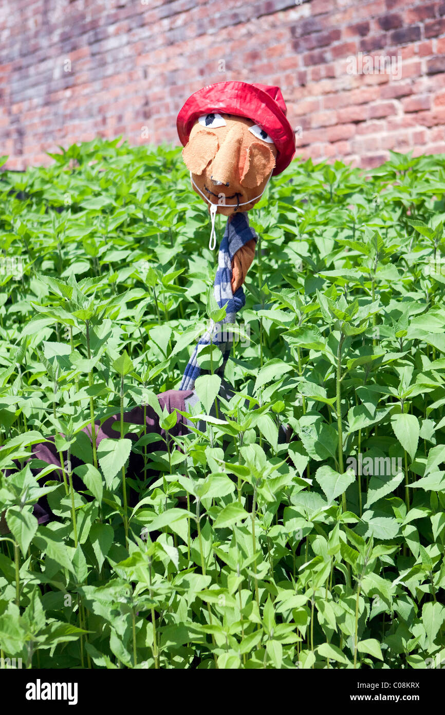 Scare crow hi-res stock photography and images - Alamy