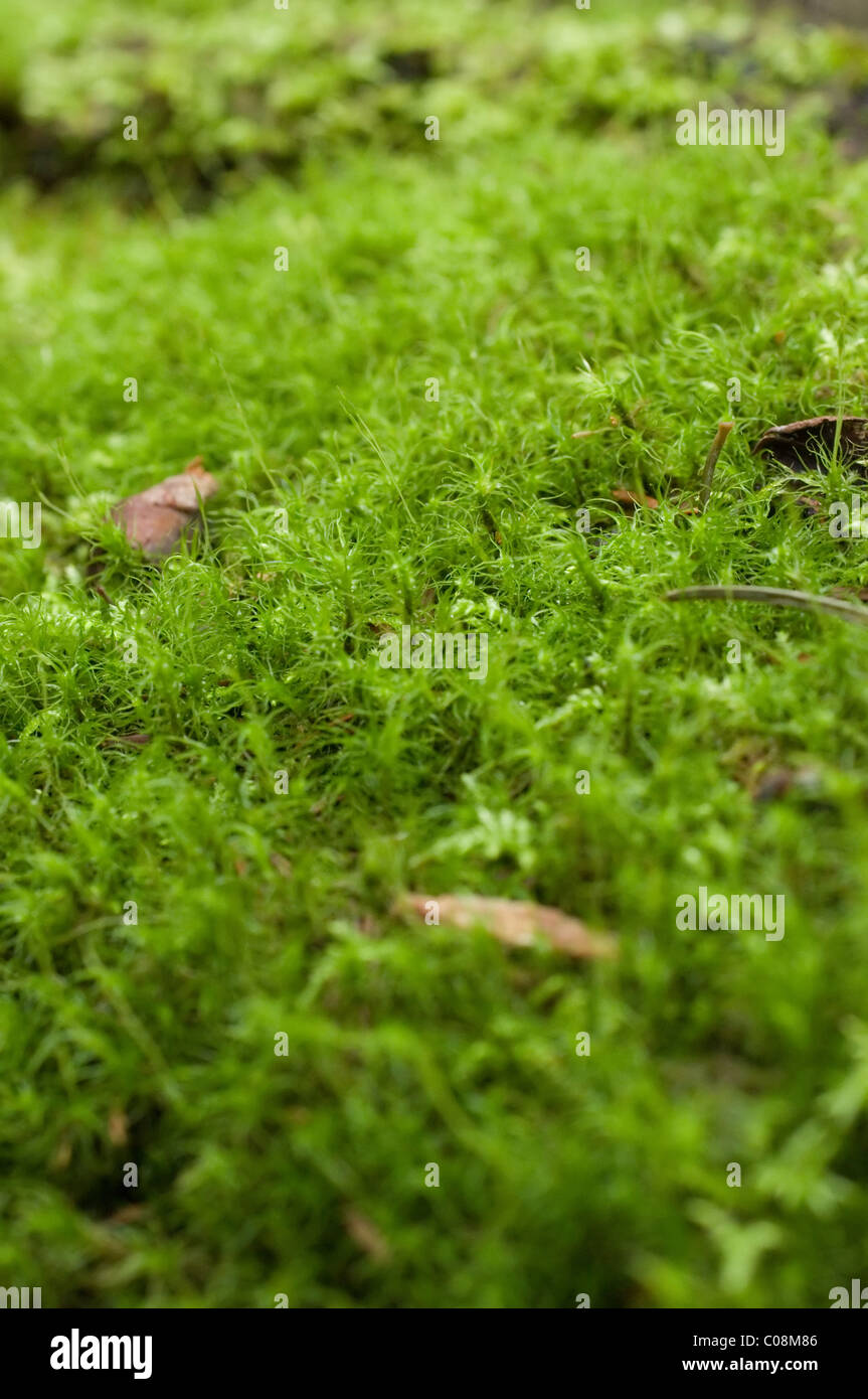 Desierto de mexico hi-res stock photography and images - Alamy