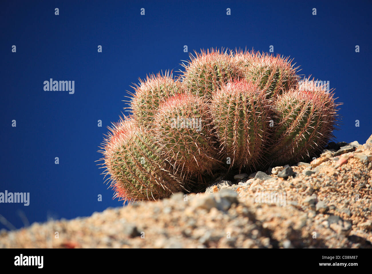 Barrel cactus desert hi-res stock photography and images - Alamy