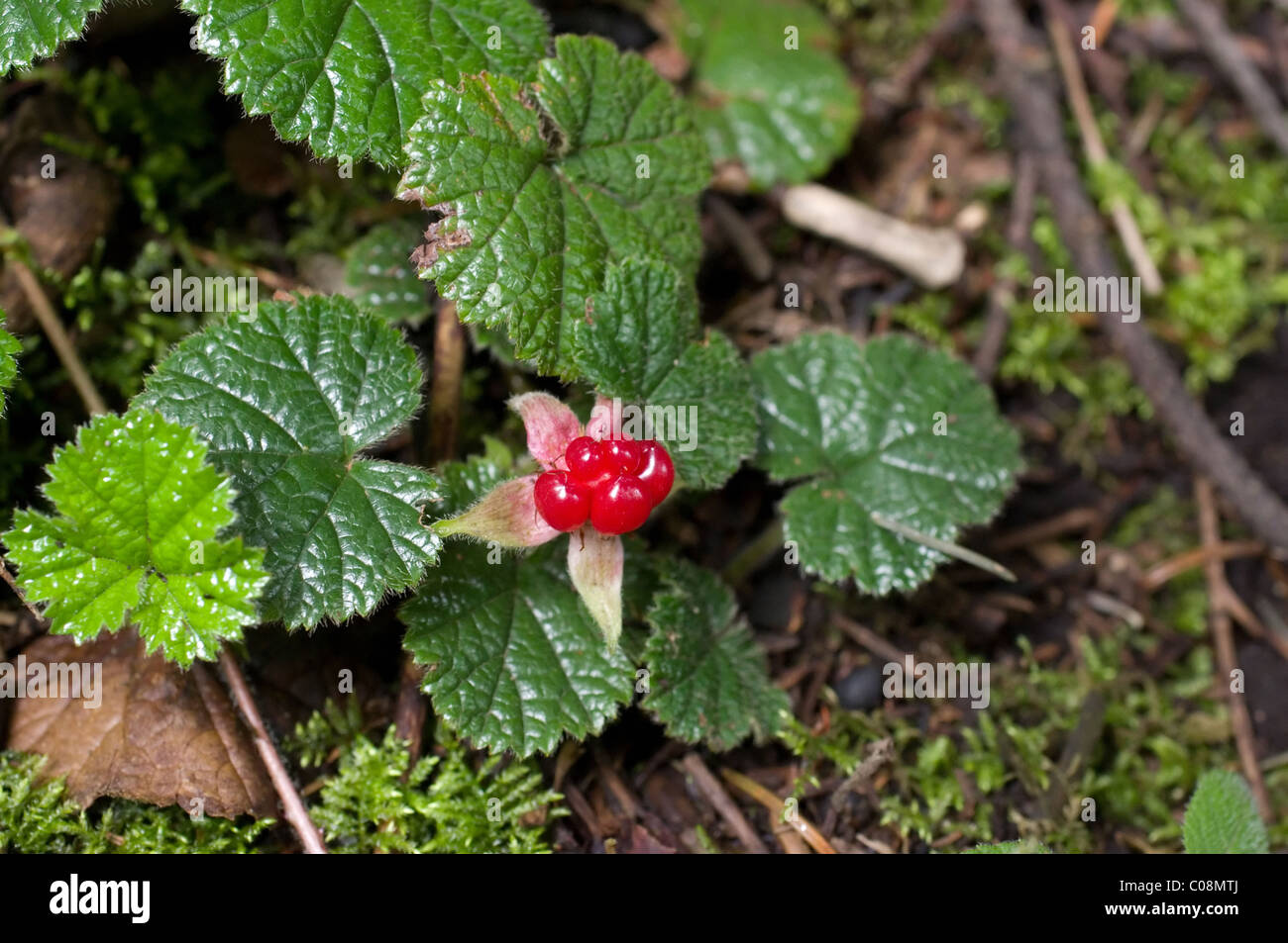 Wild red fruit hi-res stock photography and images - Alamy