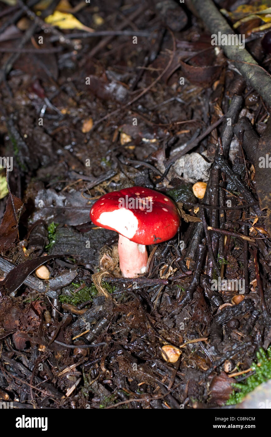 Russula sp hi-res stock photography and images - Alamy