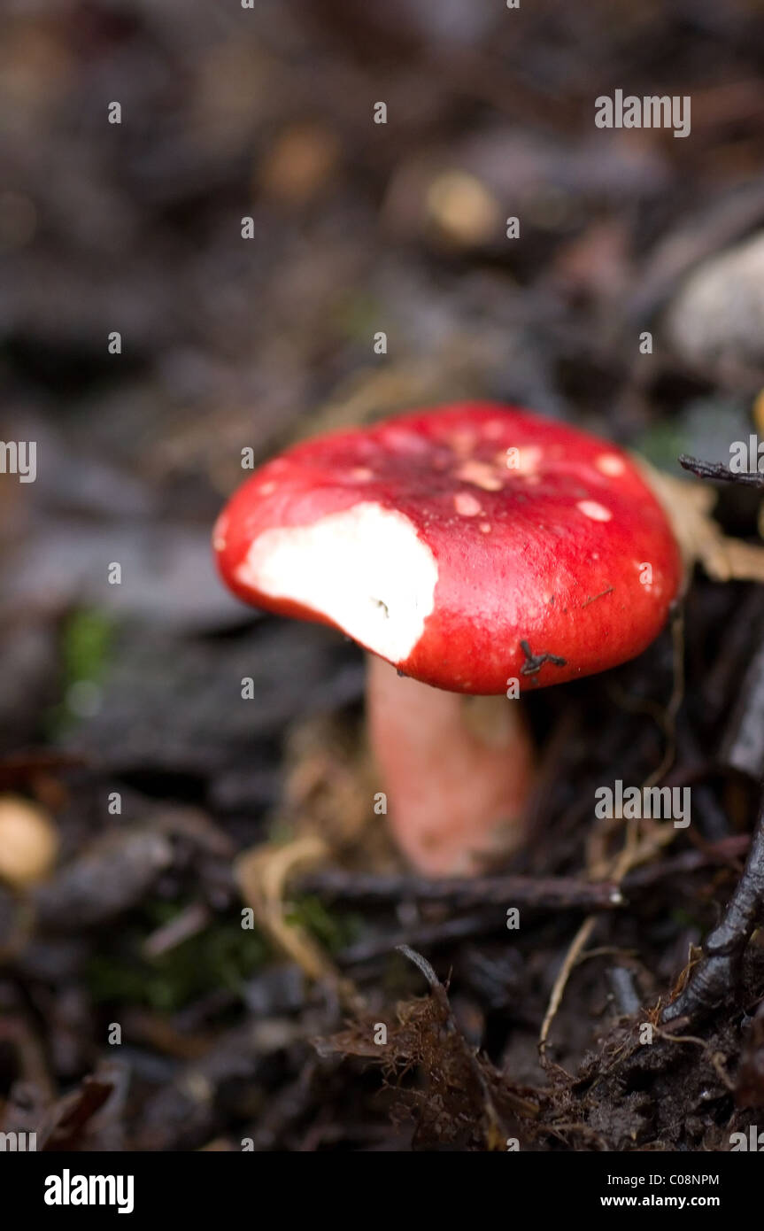 Russula sp hi-res stock photography and images - Alamy