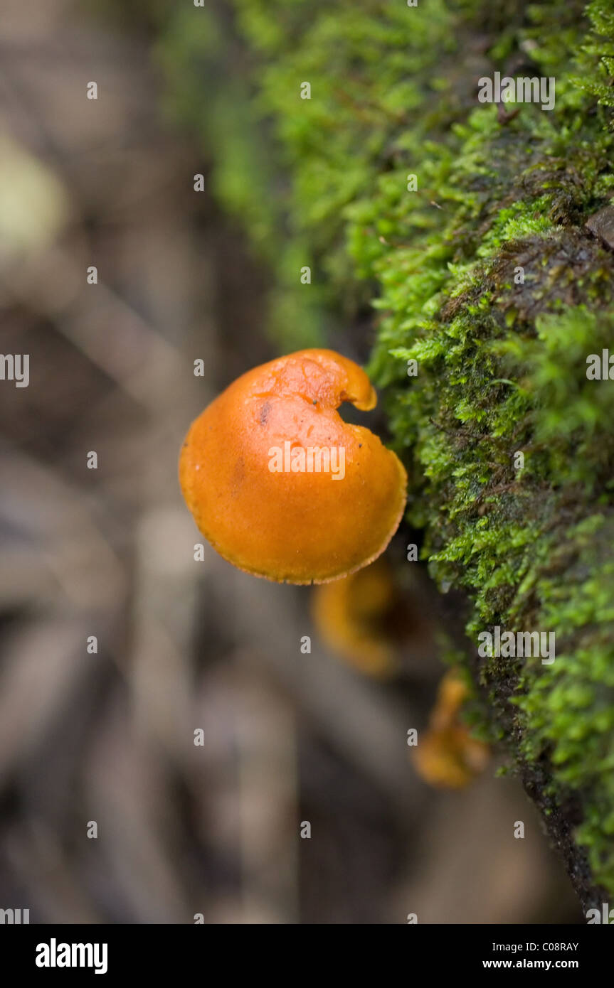 Tiny orange mushroom Stock Photo - Alamy