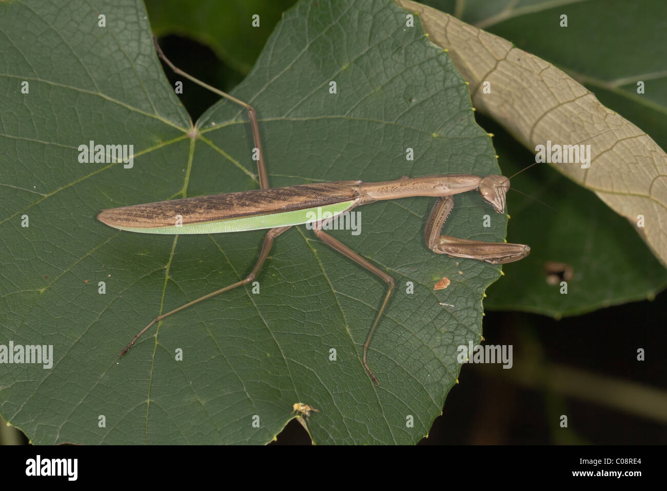 Chinese Praying Mantis (Tenodera aridifolia sinensis) on a leaf Stock ...