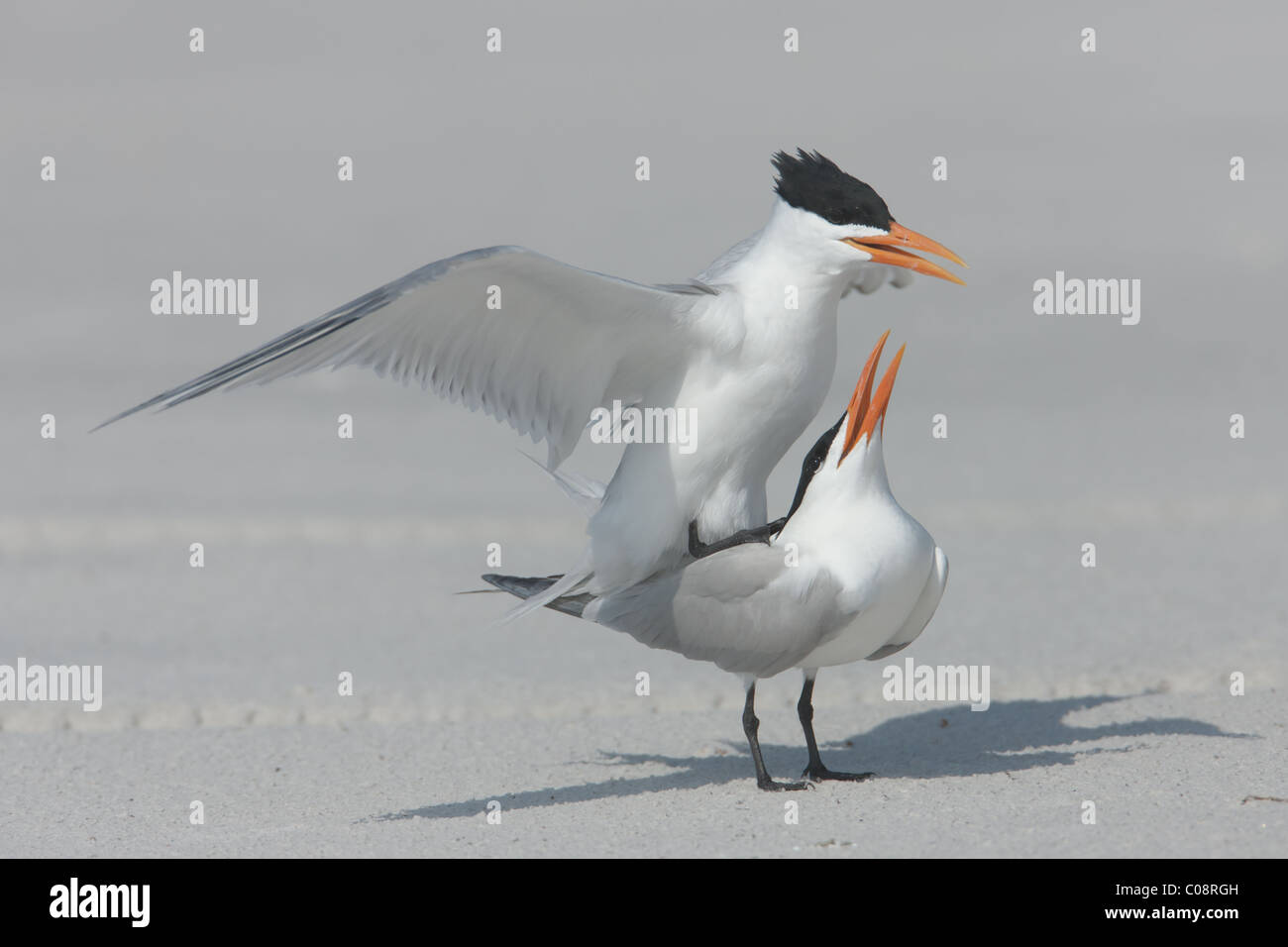 Royal Terns (Sterna maxima) mating Stock Photo - Alamy