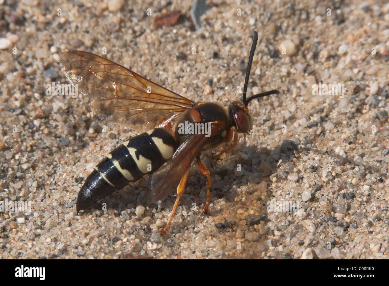 Cicada killer wasp hi-res stock photography and images - Alamy