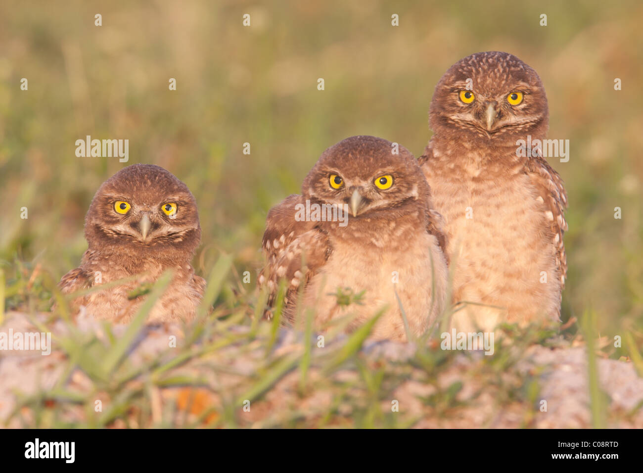 Three Burrowing Owls (Athene cunicularia) fledglings standing near the ...