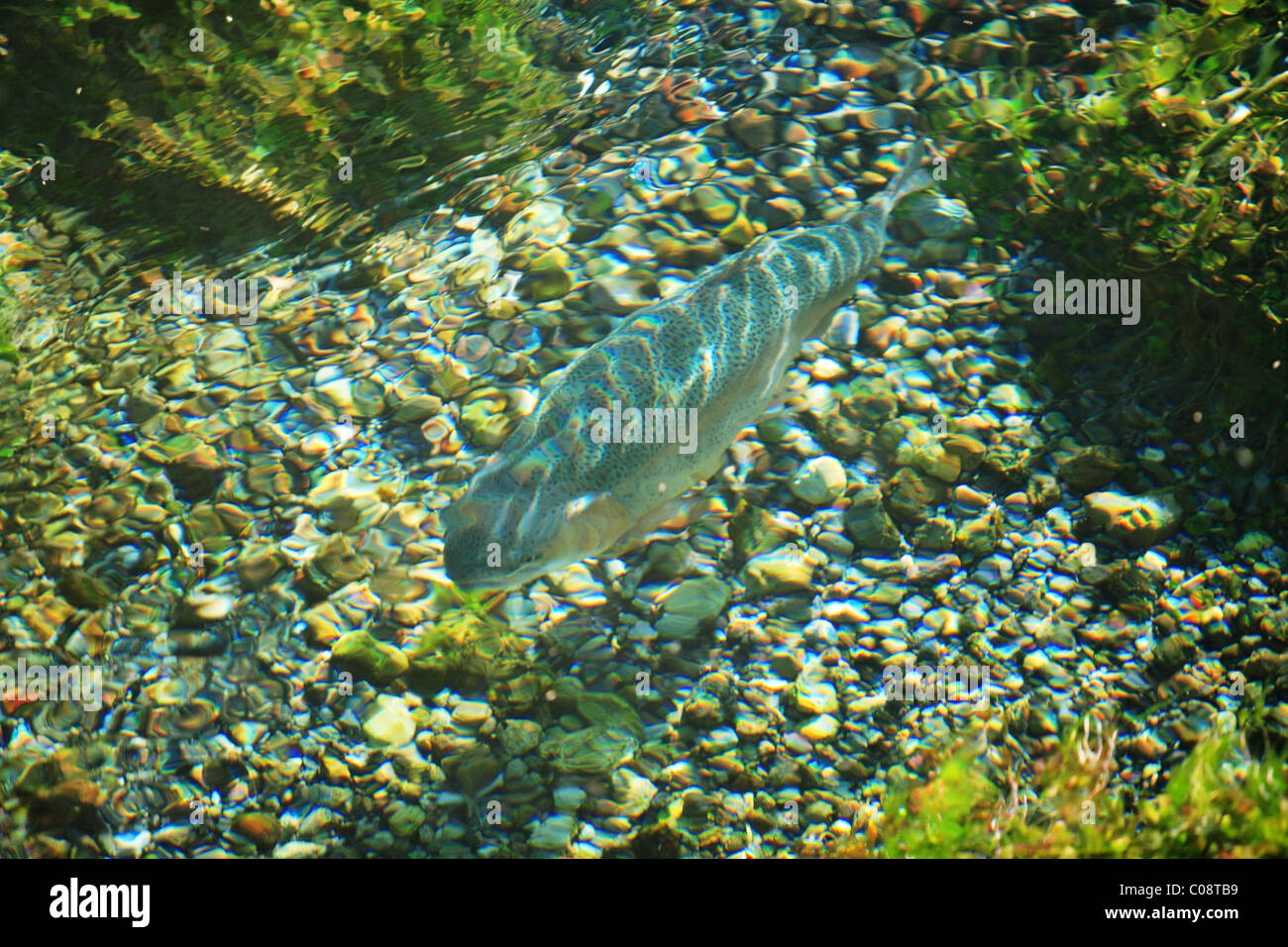 A rainbow trout in a crystal clear mountain stream Stock Photo - Alamy