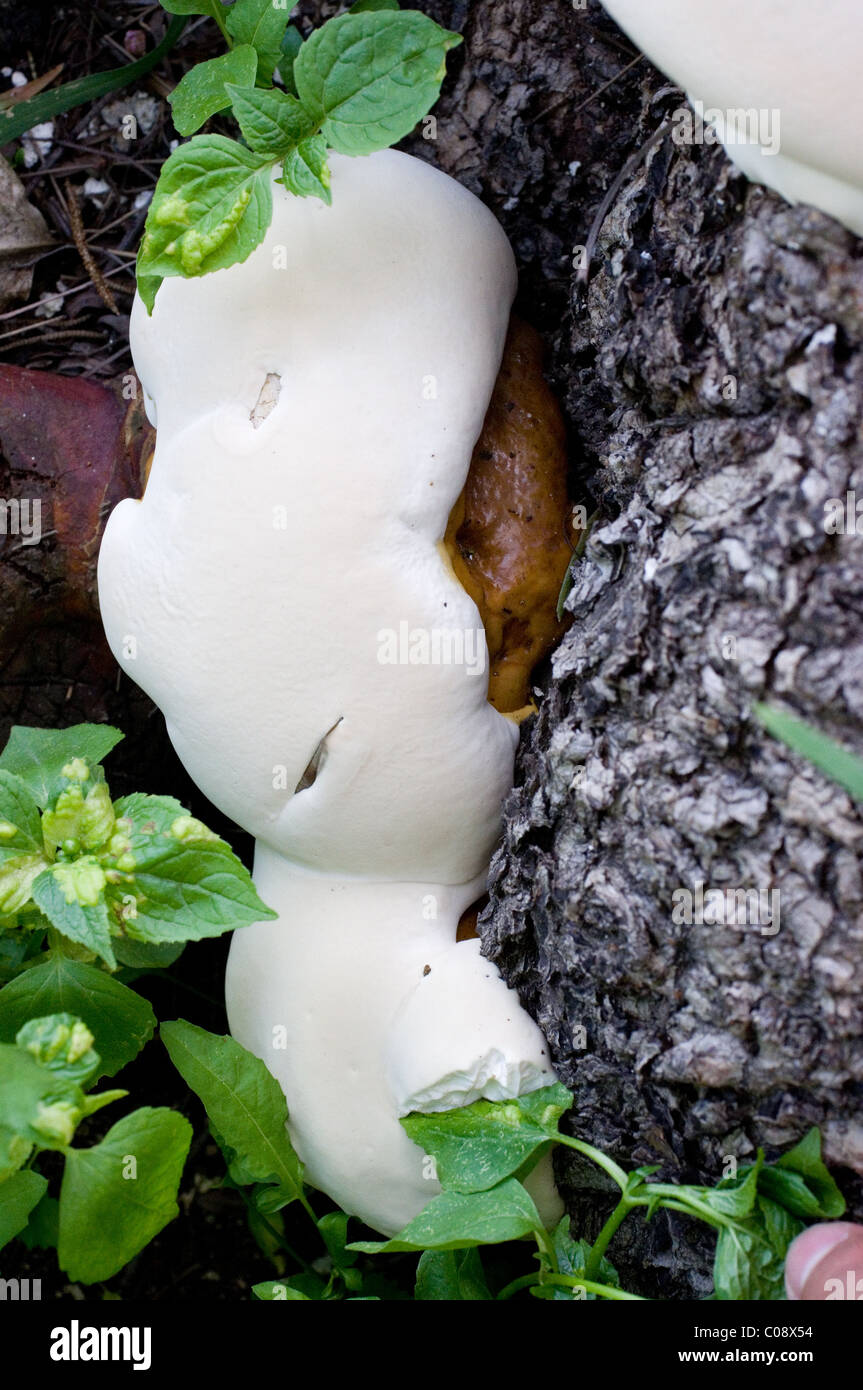 Fungi (Ganoderma sp) growing over a Schinus molle tree in Mexico Stock ...