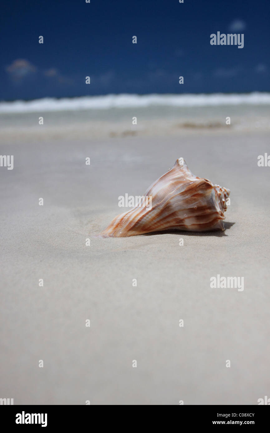 Shells on a white sand beach blue sky Stock Photo - Alamy