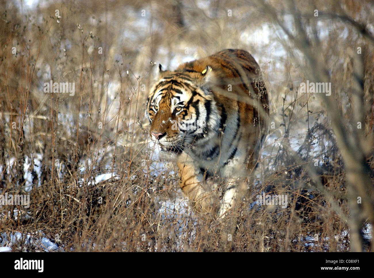 MANCHURIAN TIGER MATING PLANS A breeding program is underway to boost ...