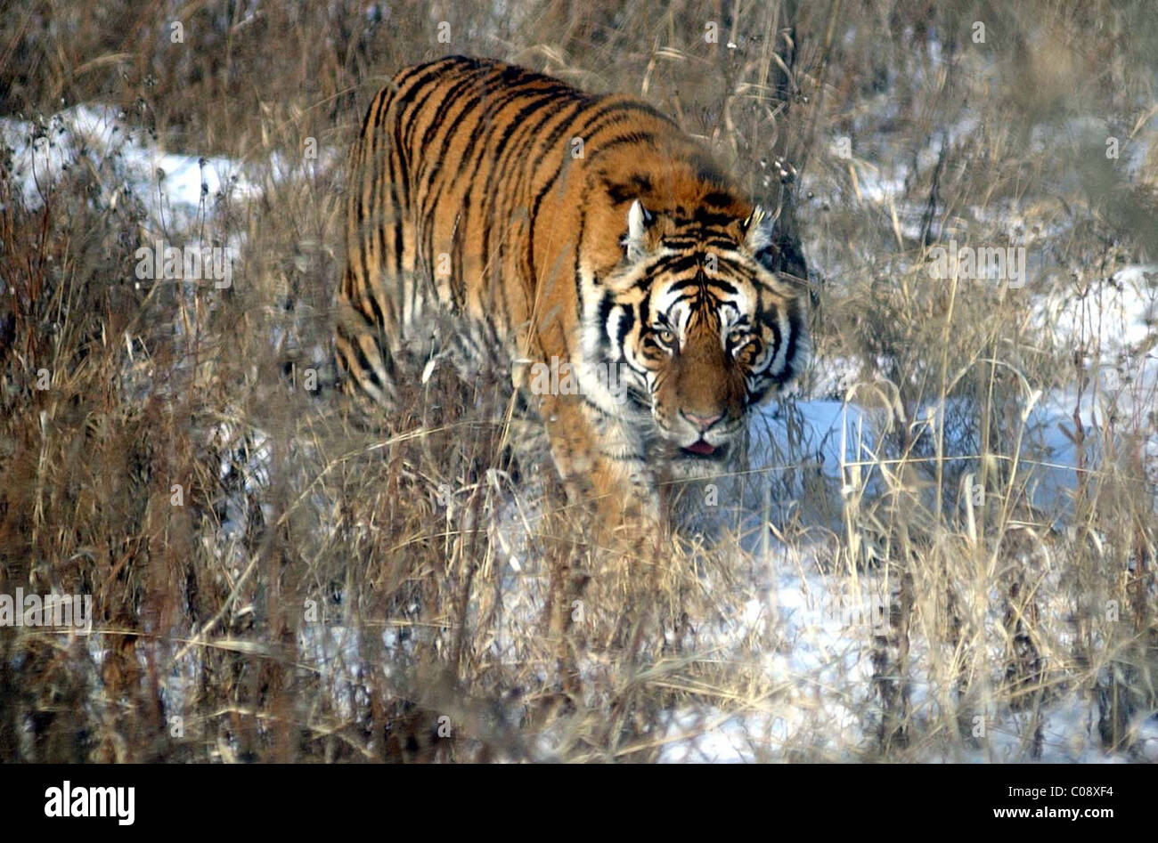 Manchurian tiger hi-res stock photography and images - Alamy