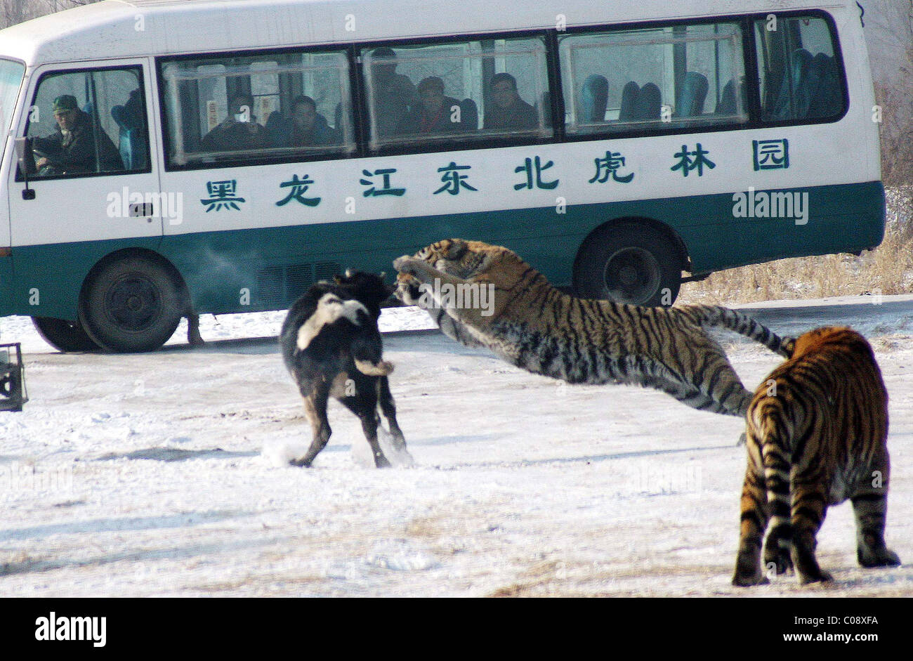 MANCHURIAN TIGER MATING PLANS A breeding program is underway to boost ...