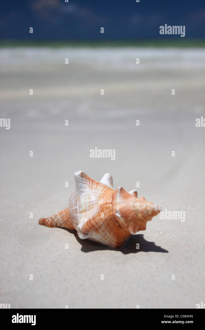 Shells on a white sand beach blue sky Stock Photo - Alamy