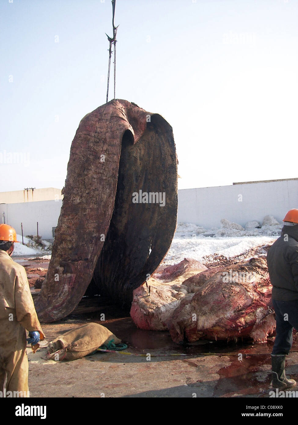 WHALE SENT TO SCIENTISTS The body of a dead whale is being carefully ...