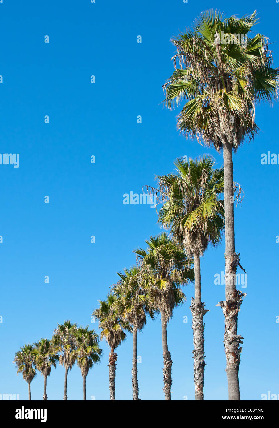 Trees in a row hi-res stock photography and images - Alamy