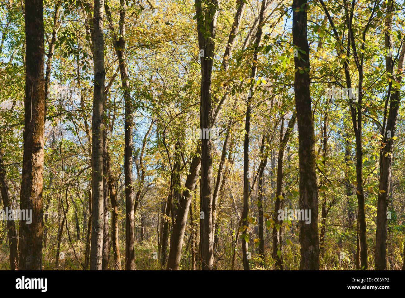 in the trees of the forest in early autumn Stock Photo - Alamy