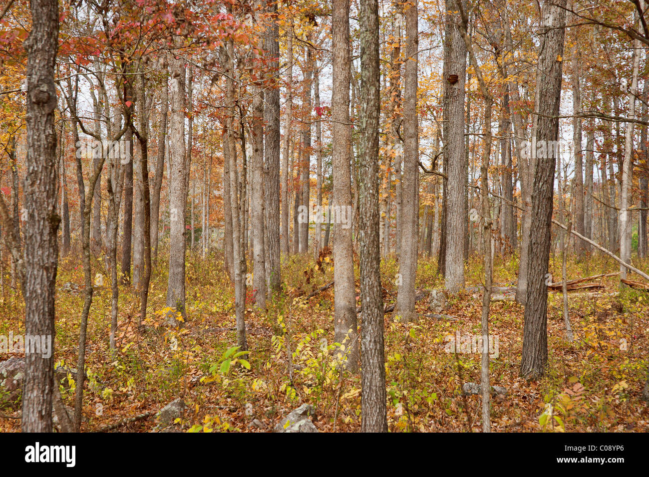Fall trees hi-res stock photography and images - Alamy