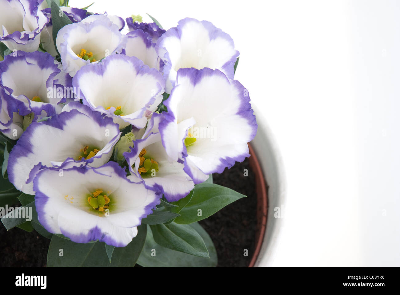 Beautiful violet flower isolated on white Stock Photo - Alamy
