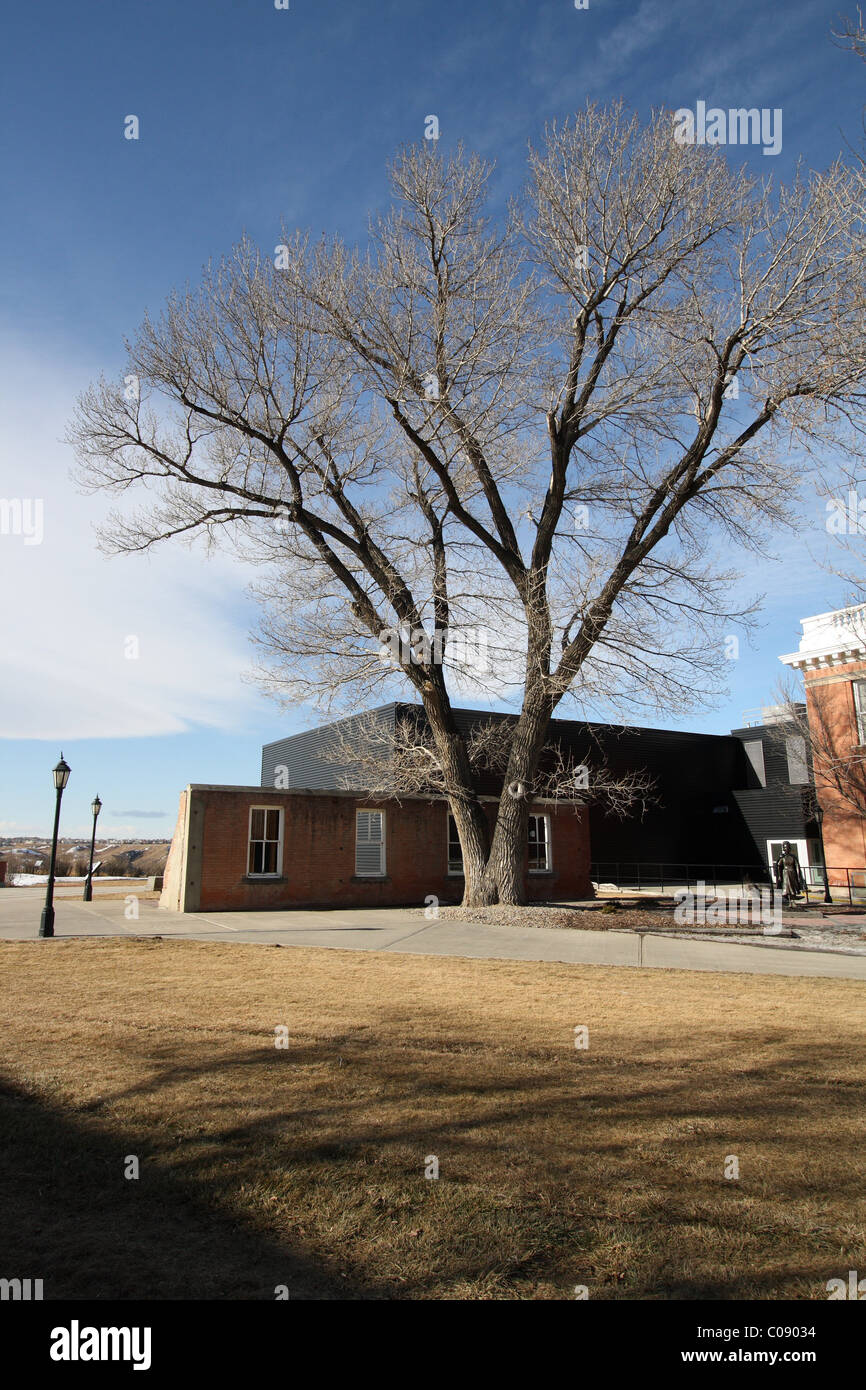 A winter tree near a building Stock Photo - Alamy