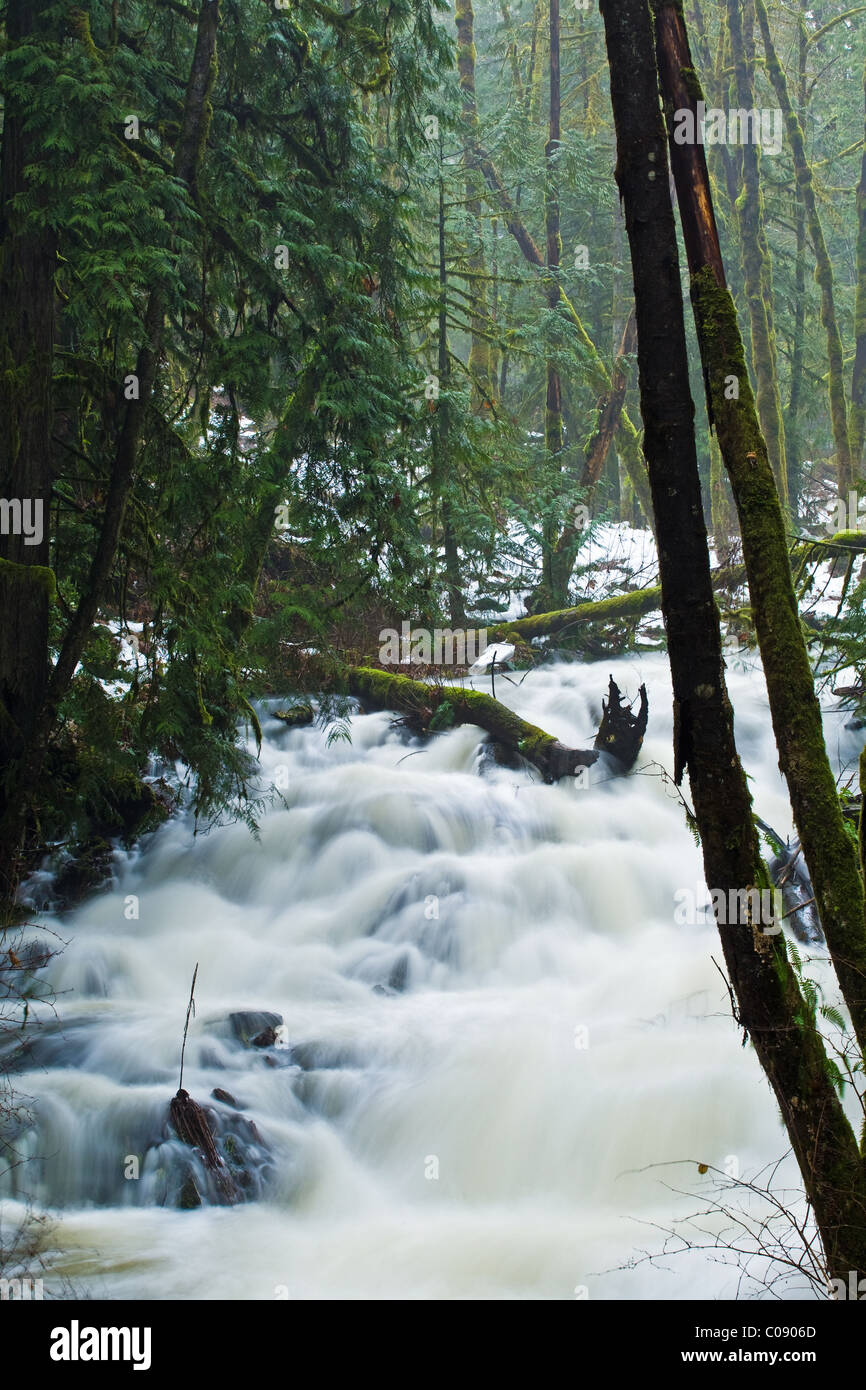 Image of an overflowing stream in a forest Stock Photo - Alamy