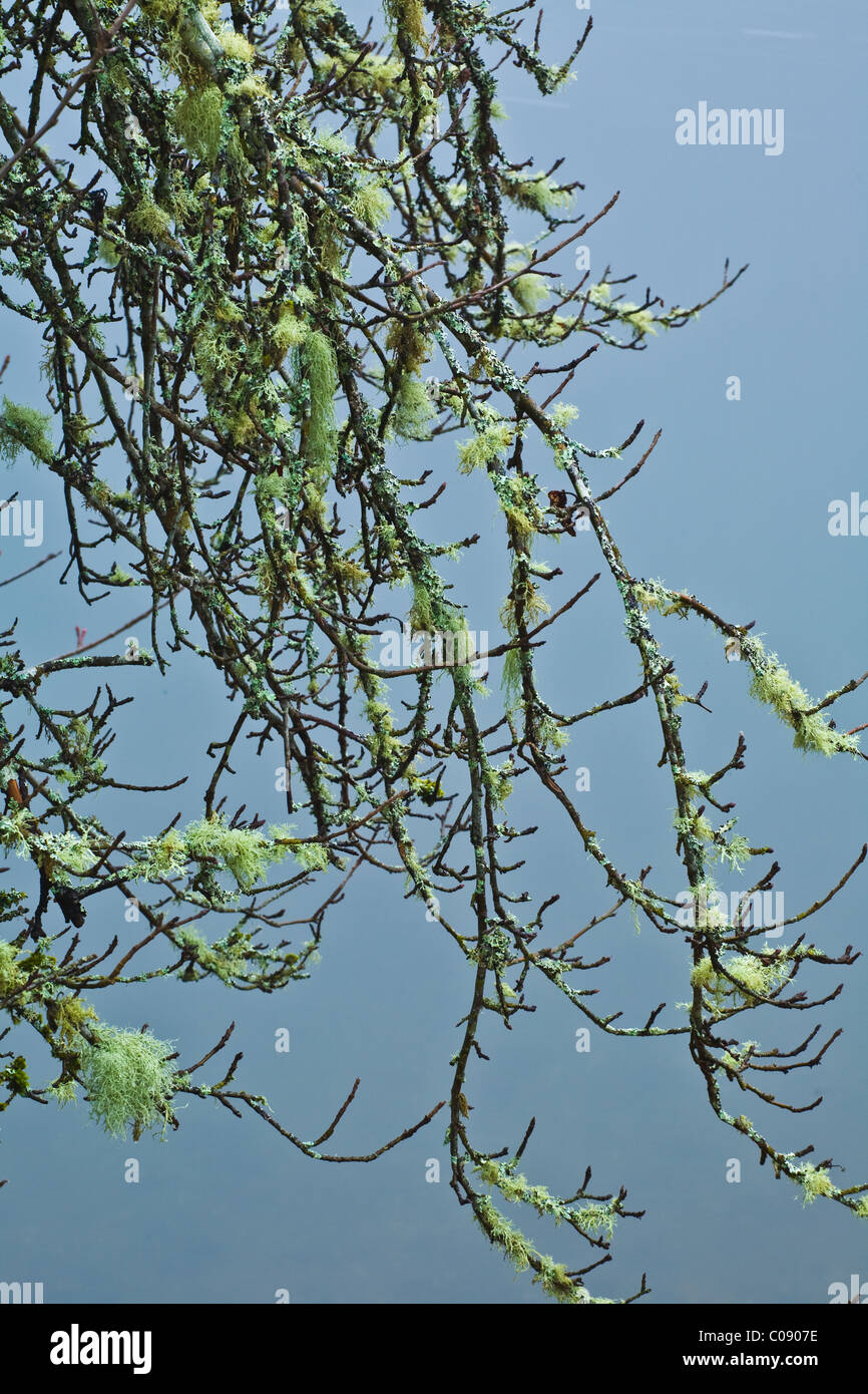 Tree drooping hi-res stock photography and images - Alamy
