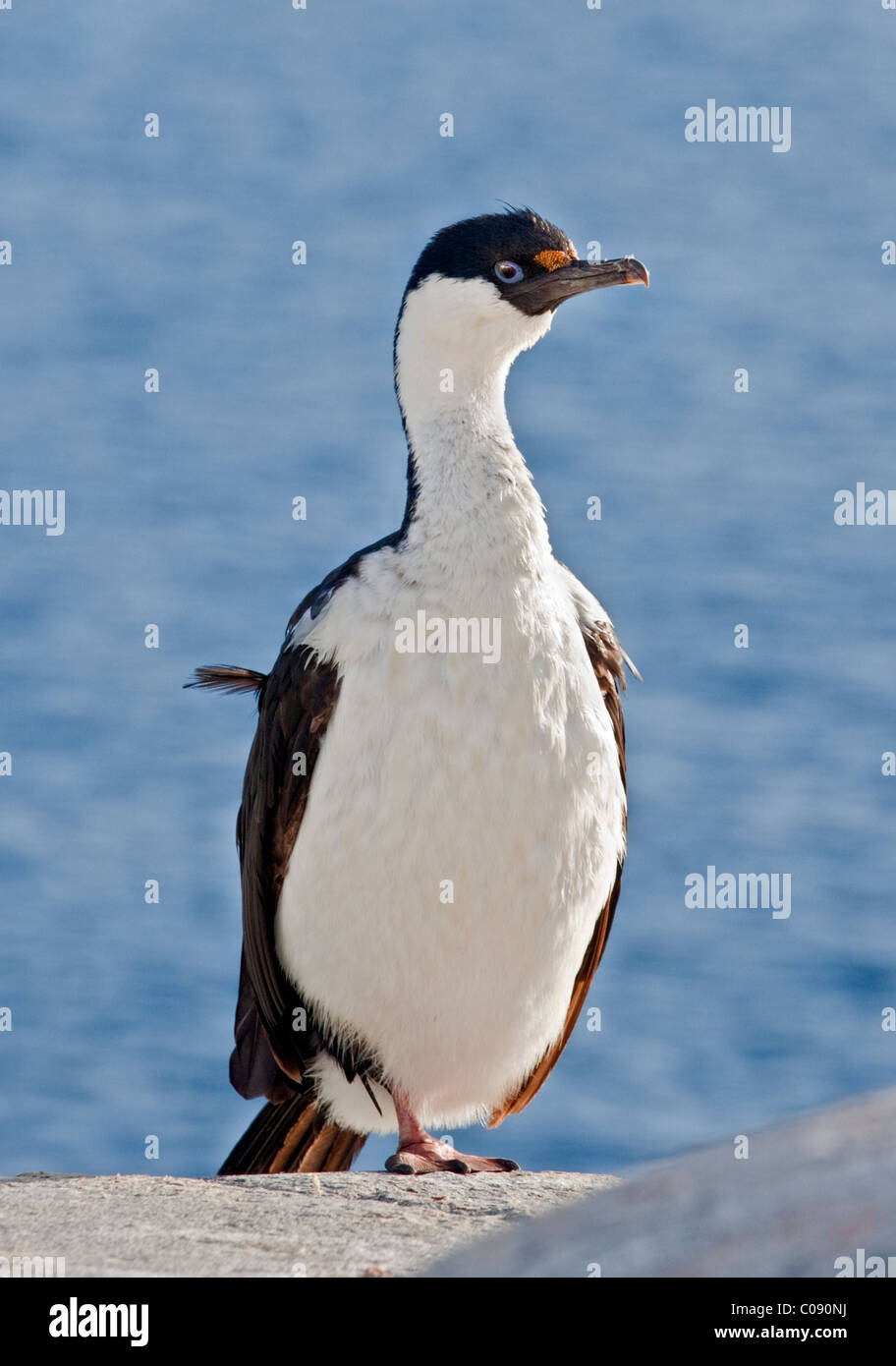Antarctic or Blue-Eyed Shag (phalacrocorax bransfieldensis), Antarctic ...