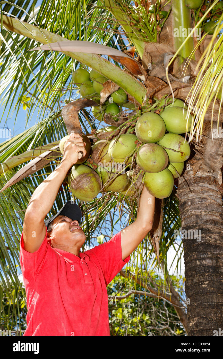 Farming coconuts hi-res stock photography and images - Alamy