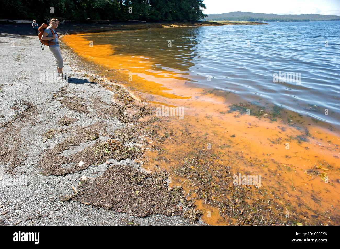 Red Algae Bloom