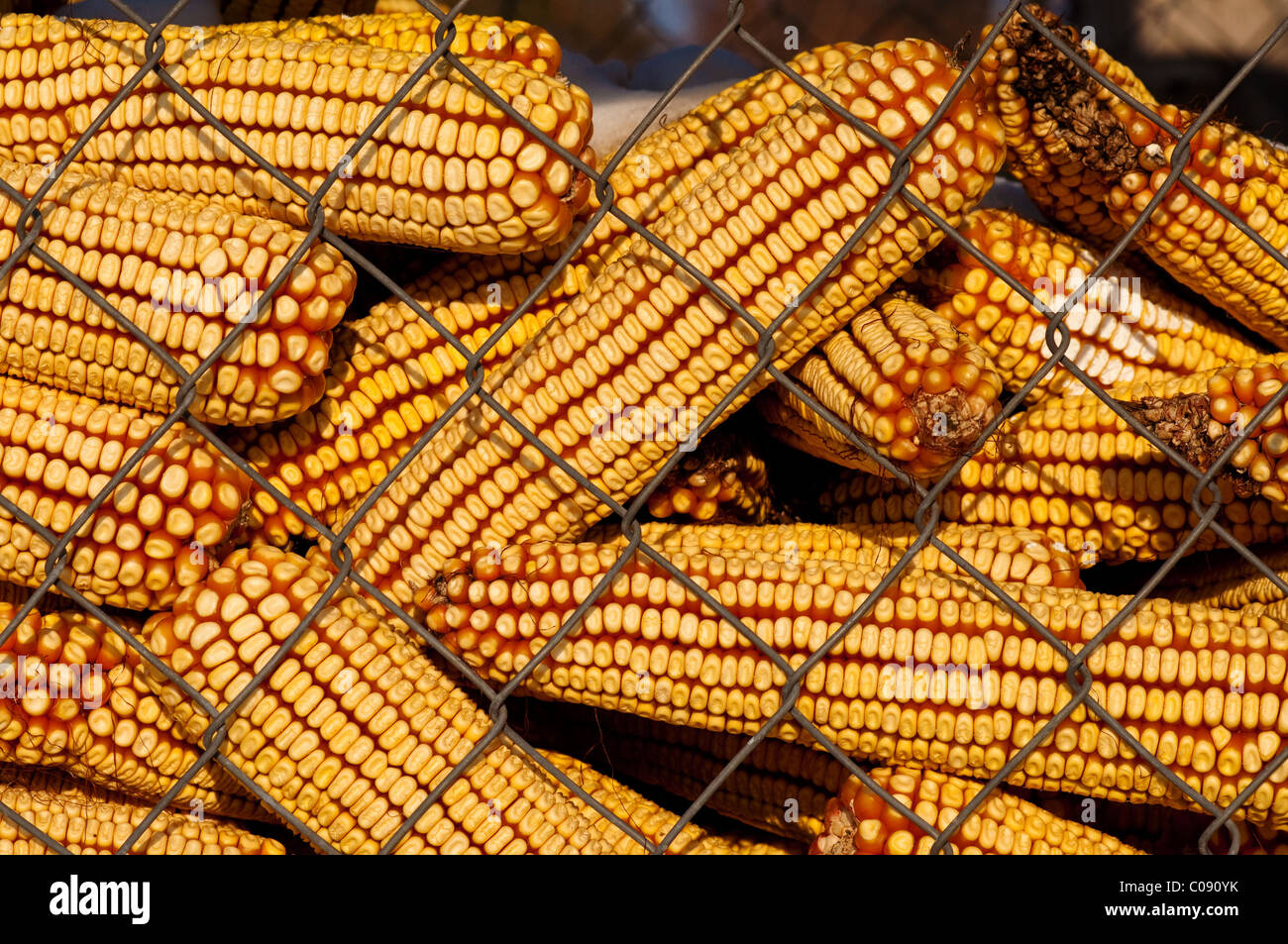 Pile of early autumn crop of corn cobs Stock Photo - Alamy