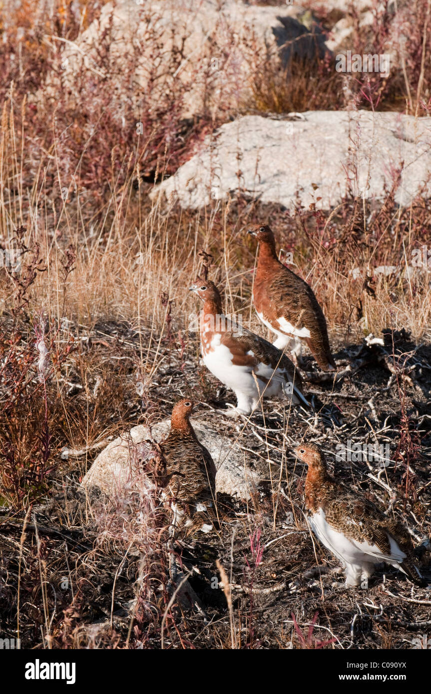 Willow Ptarmigan, with changing plumage, stand amongs underbrush at ...